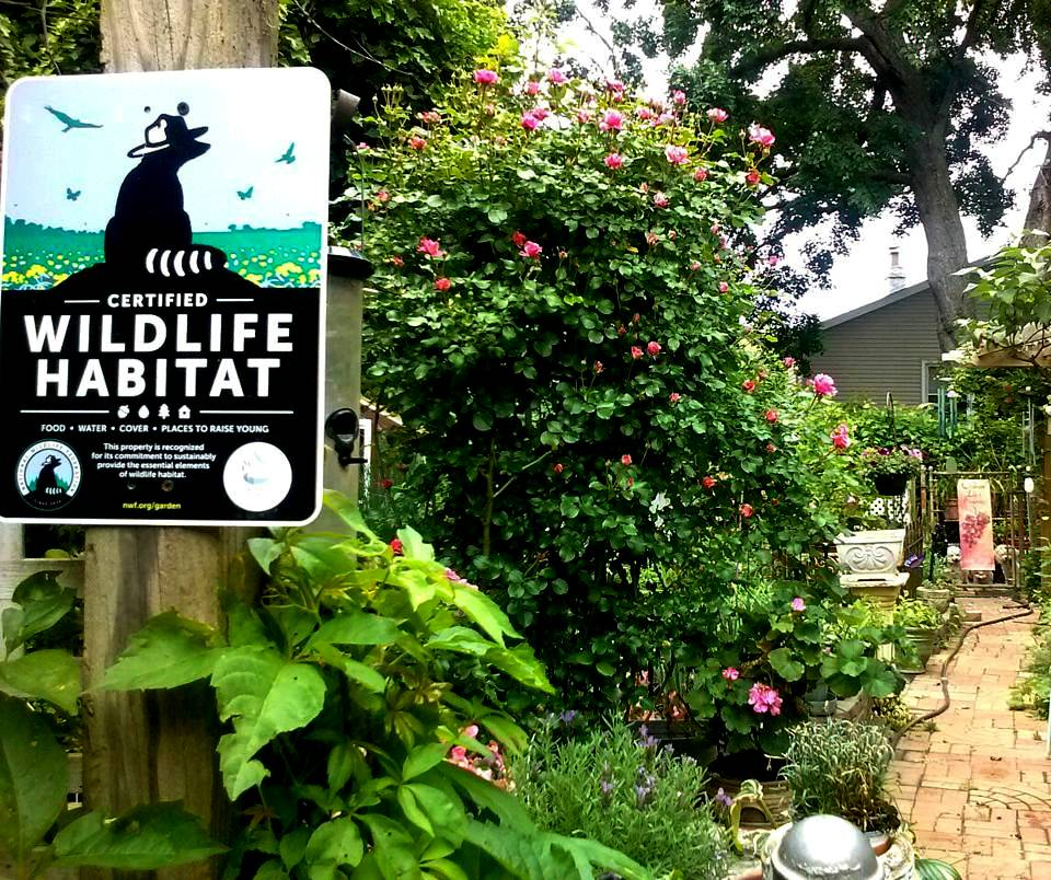 How to Get NWF Certified – Ewing Community Wildlife Habitat Project