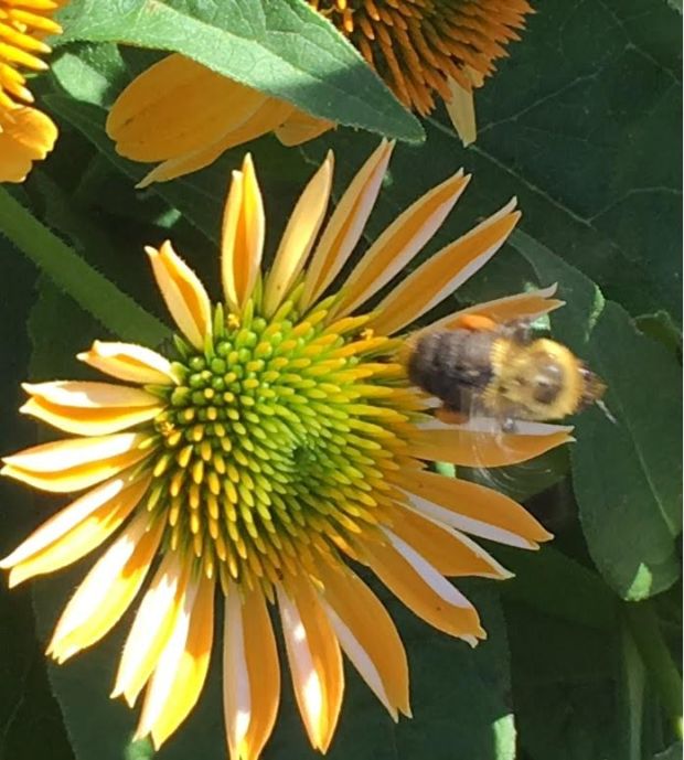BEE a Part of the Million Pollinator Gardens Challenge! – Ewing ...